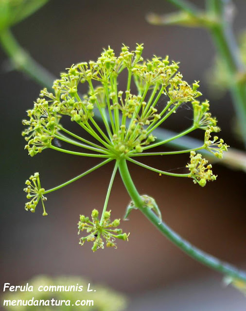 Menuda Natura: Ferula communis L.