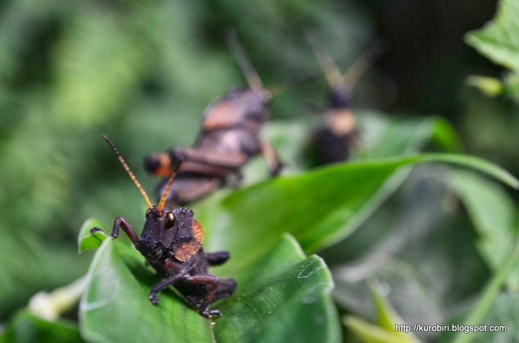 Donde el viento me llevó: Volcán Moyuta