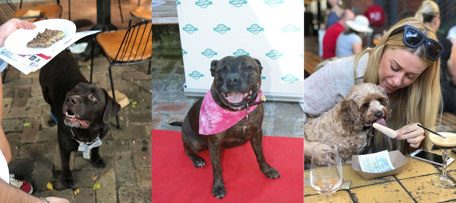 Double Bay Dog Day 2019 - August 24 | Australian Dog Lover