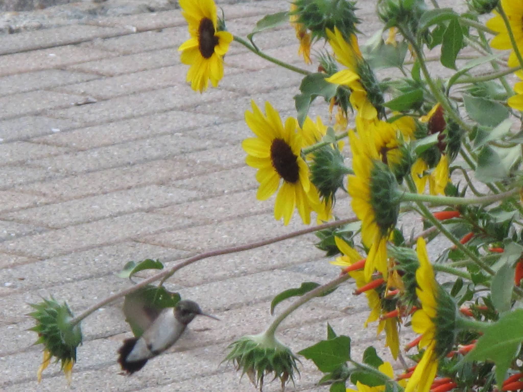 The Yarnarian: Big bird, little bird