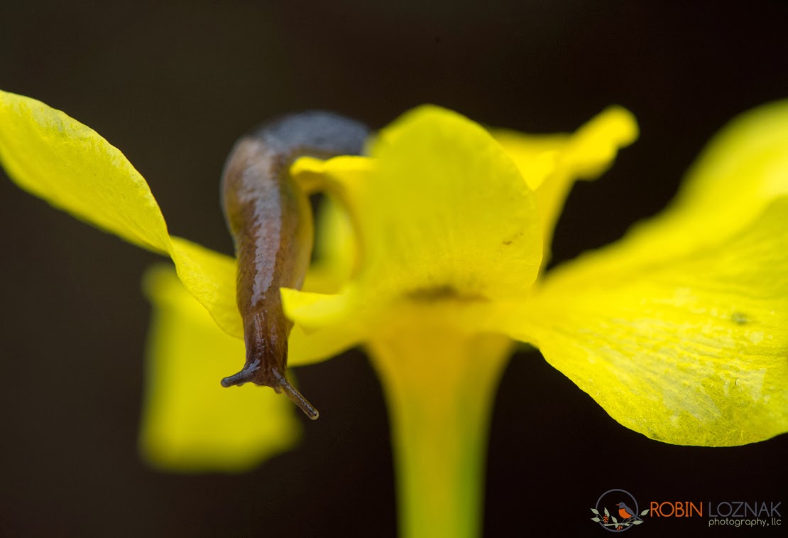 Robin Loznak Photography: Early spring flowers (and slugs)
