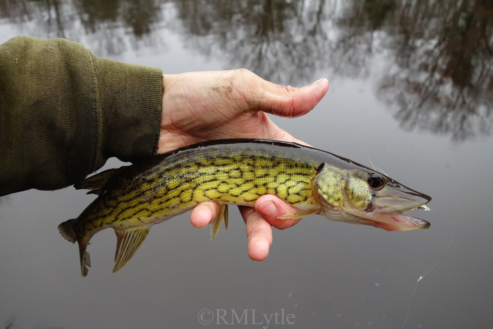Connecticut Fly Angler: Early Spring Pickerel Pattern