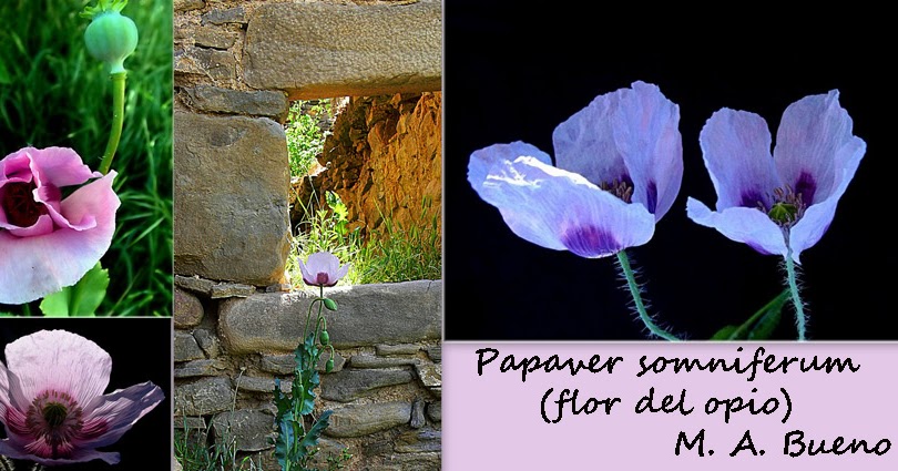 Foto-Natura-Huesca: FLOR DEL OPIO Papaver somniferum Carl von Linné ...