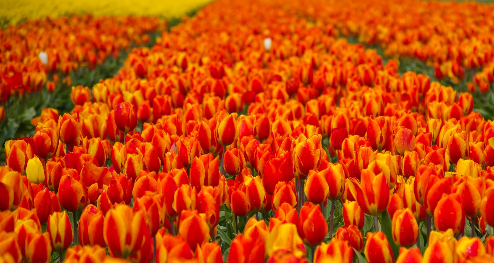 Leven: Greetings from Holland
