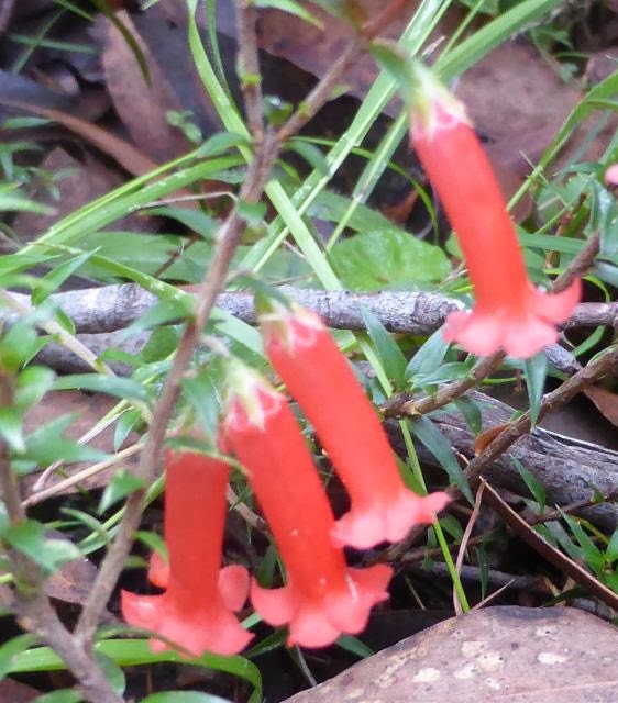 ANPS goes North (in terms of Monga NP): Mainly Flowering plants