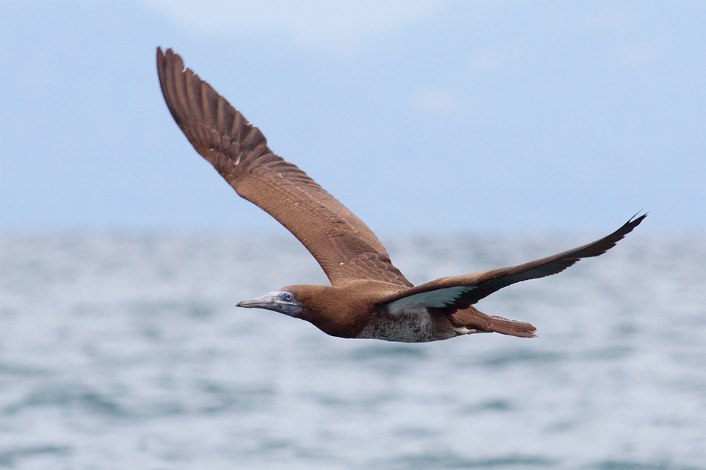 BROWN BOOBY