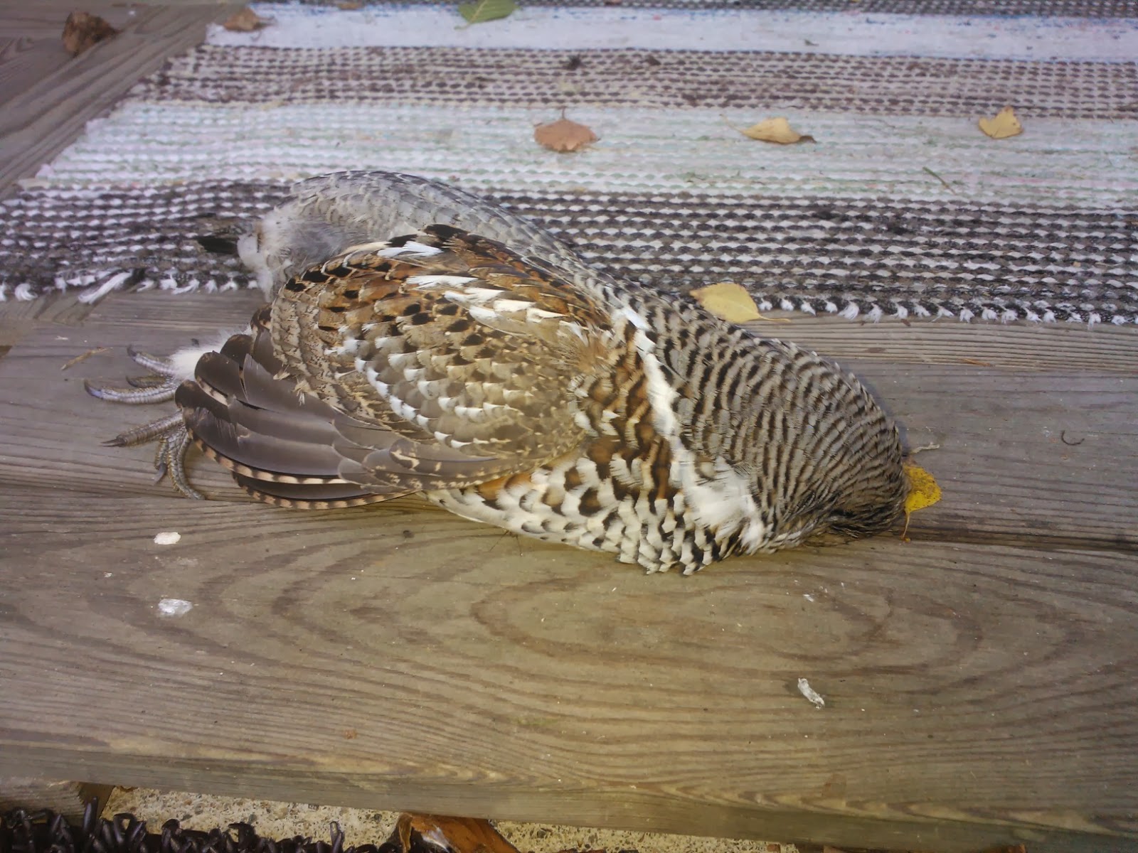 Renkajärvi: Mikä lintu?