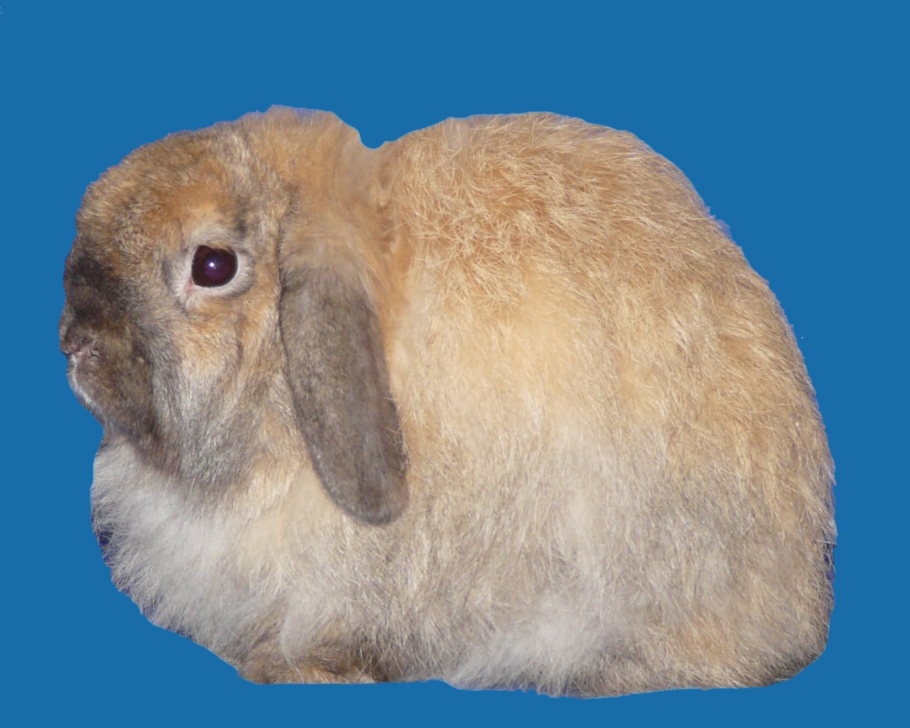 GAMA RABBIT FARM