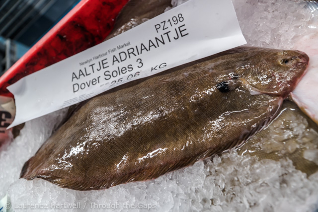 Through the Gaps! - Newlyn Fishing News: Plenty of quality 'Cornish ...