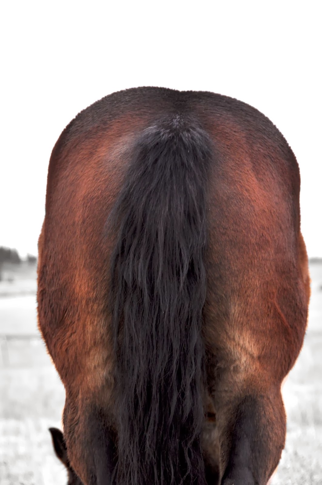 Equine Masterpiece: December 2013