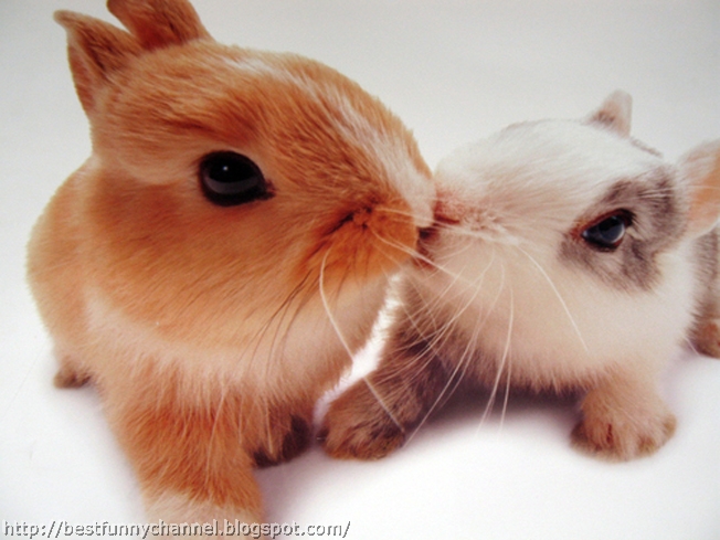 Cute and funny pictures of animals 42. Bunny 3.