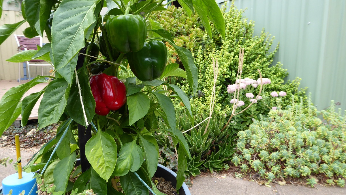 Growing Organic Vegetables Growing Capsicum growing-organic-vegetables-growing-capsicum