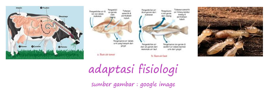 Adaptasi Hewan Dan Tumbuhan - Cahaya Mentari