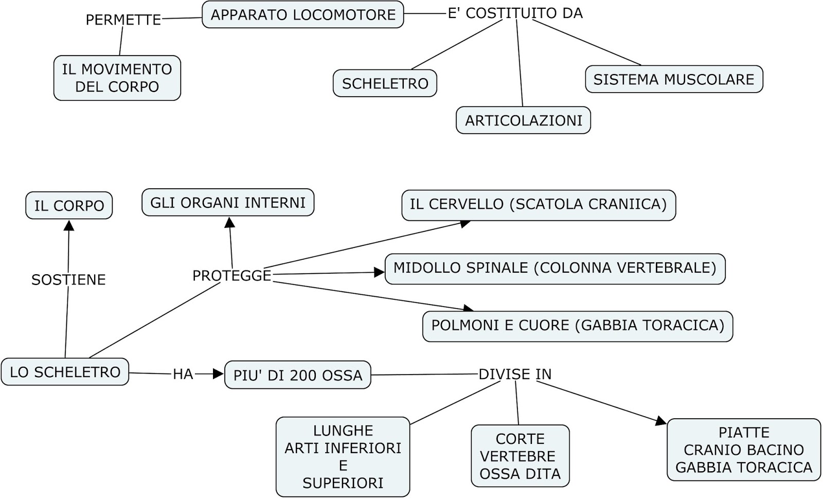 Scienze: mappe concettuali tessuto osseo apparato locomotore