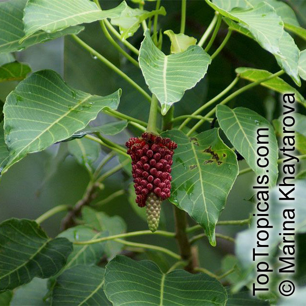 All Flowers Are Beautiful: Possumwood - The Dynamite Tree