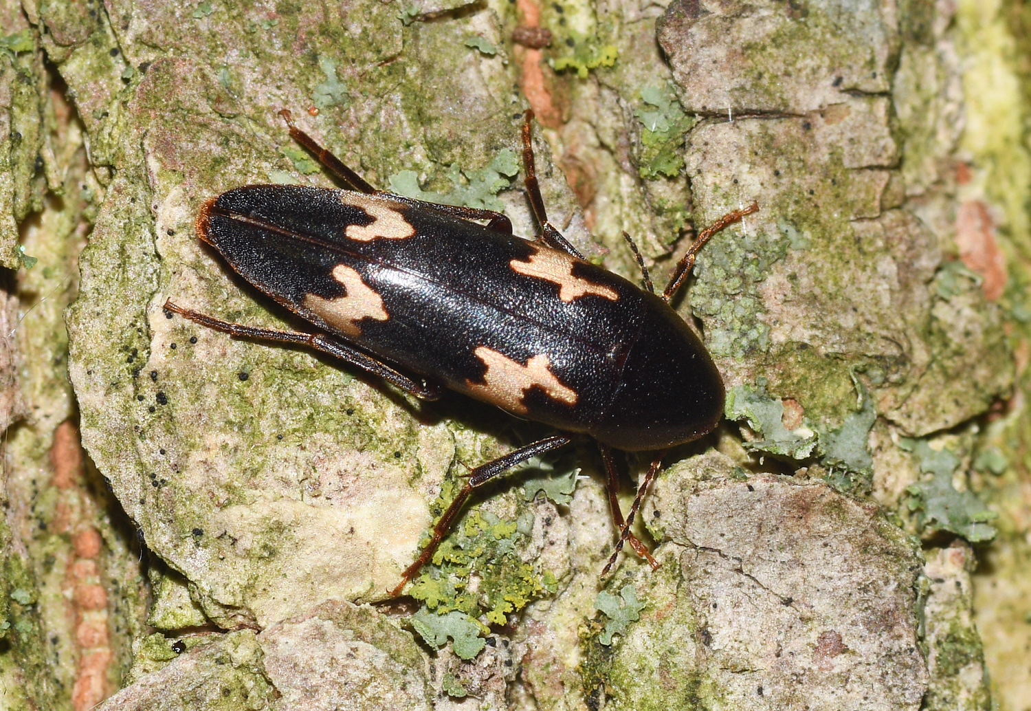 Explorations of an Ecologist: Canada Day BioBlitz