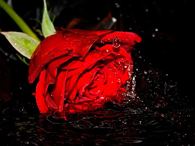 Gambar Bunga Mawar Merah | Download Gambar Gratis