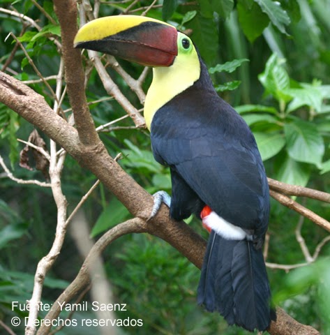 Tierra de tucanes y pájaros carpinteros: Tucán pico negro (Ramphastos ...