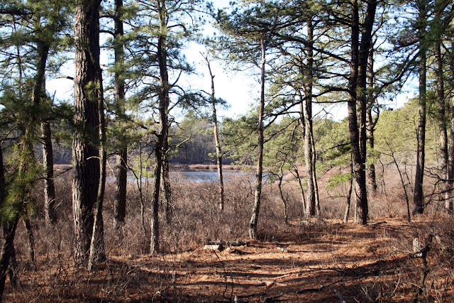 Long Island Images: Calverton Ponds Preserve