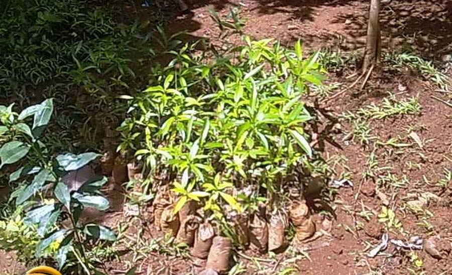 Mambulaoans WorldWide Buzz: Johson Gold Mining in tree planting program