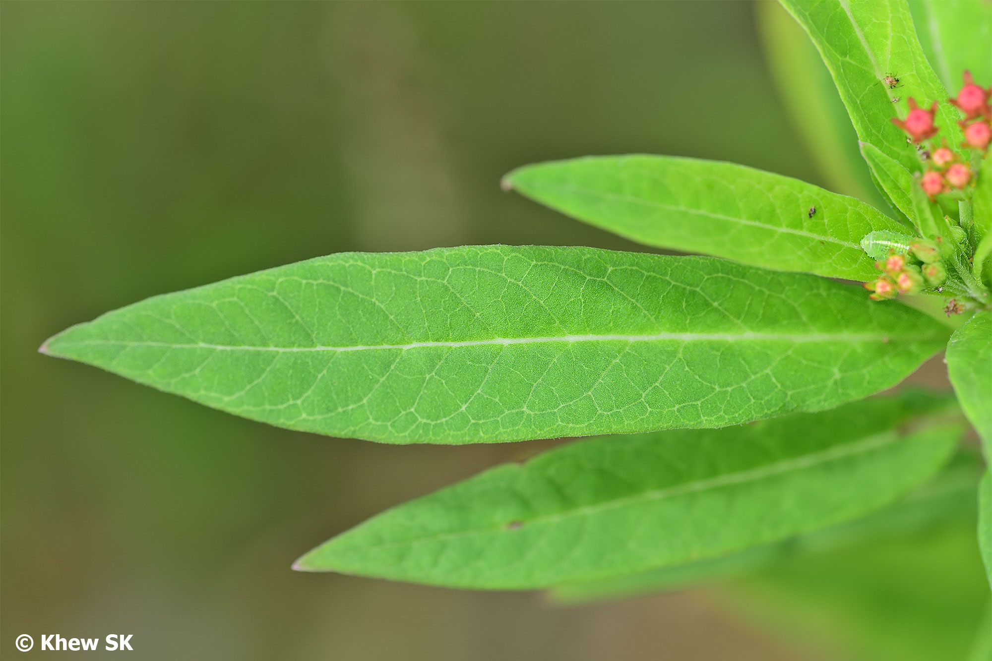 Butterflies of Singapore: Favourite Nectaring Plants #18
