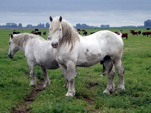 El ojo del buitre: Caballo - Percherón
