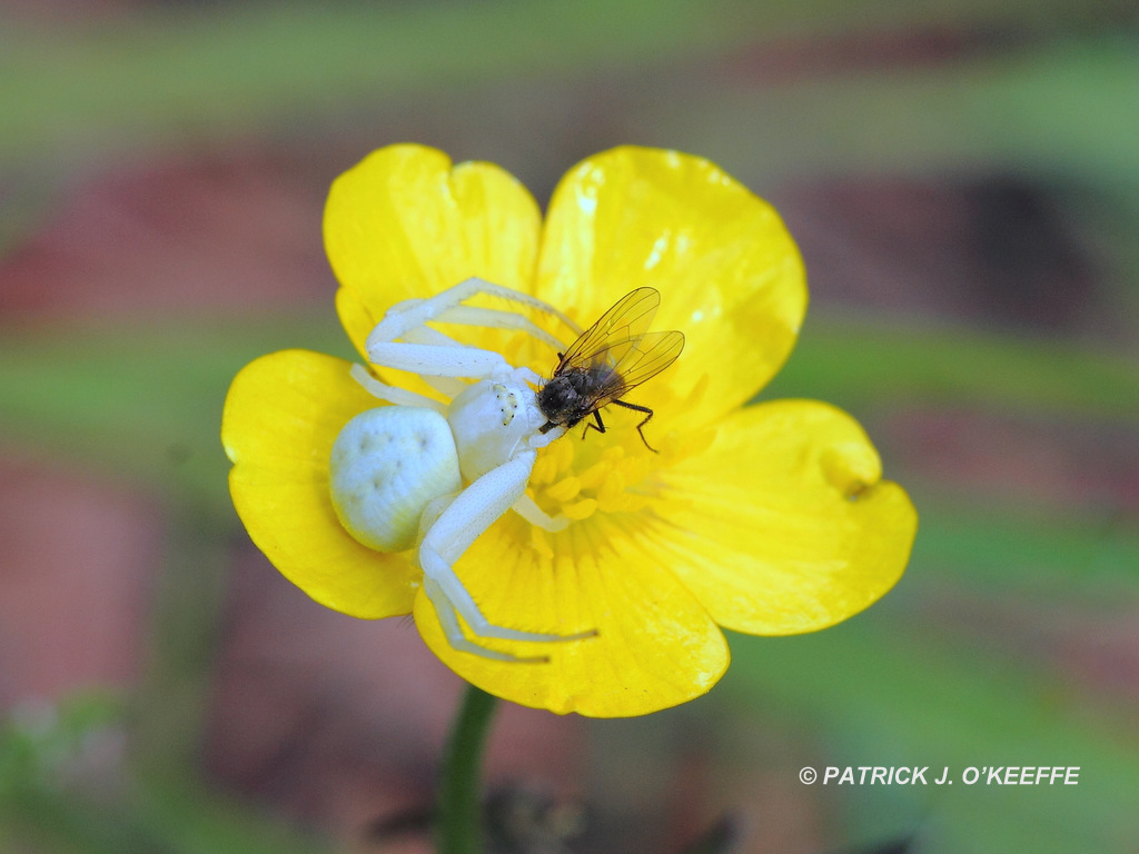 Raw Birds: Spiders of Ireland