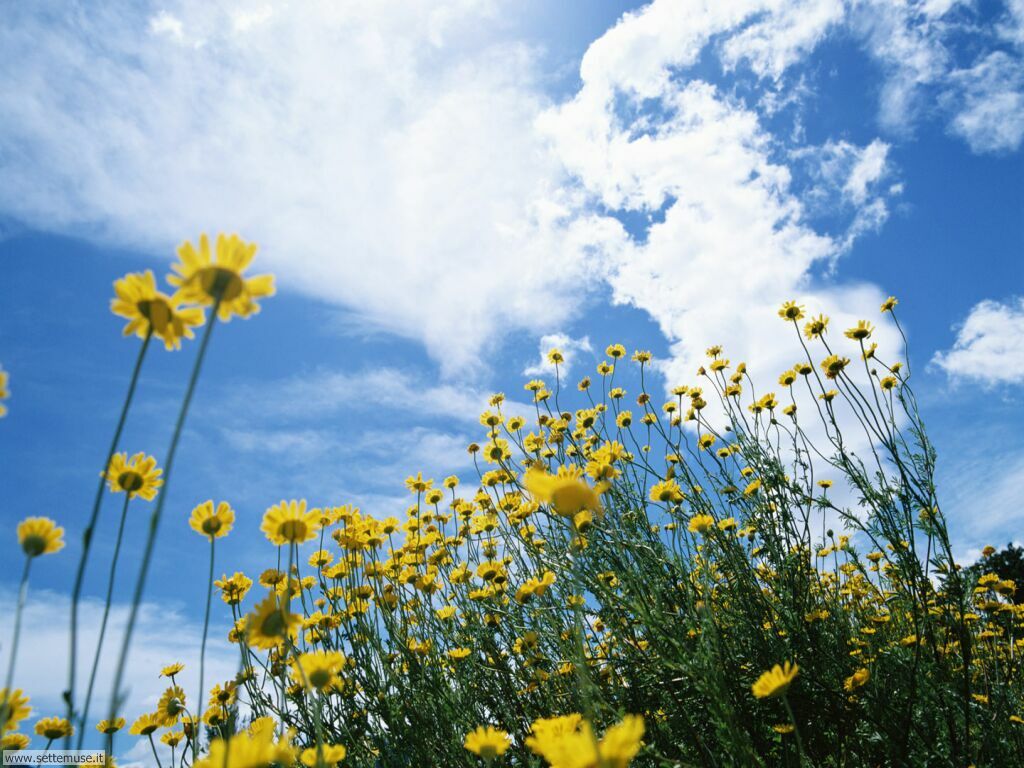 La Corte delle Oche & Co.: Il linguaggio segreto dei fiori