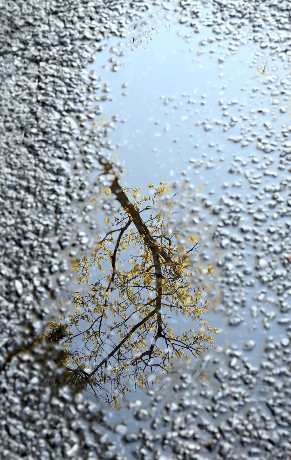 Urban Wildlife Guide: Rain Puddles