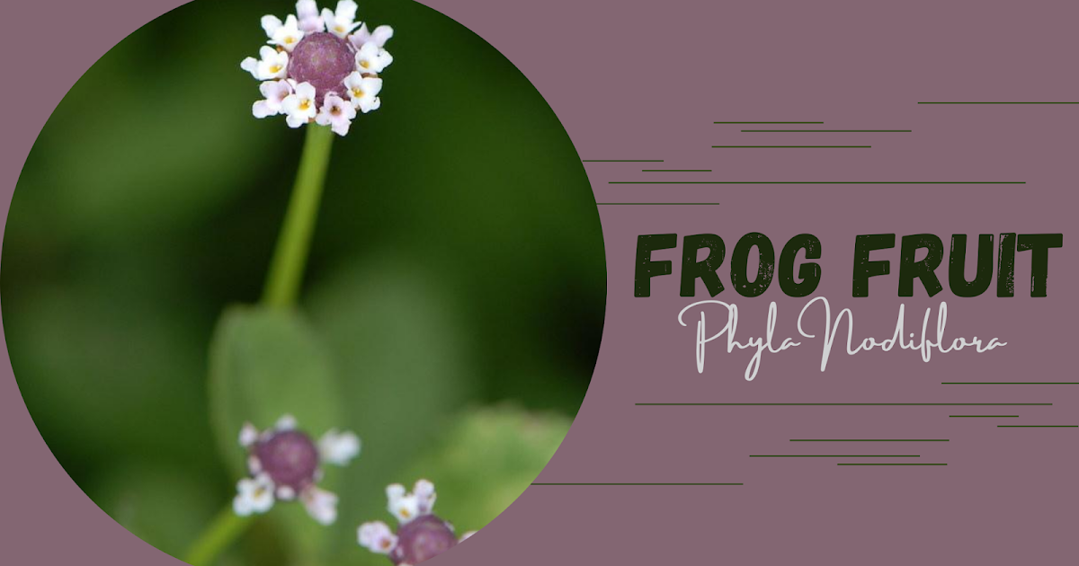 Bat Lady Herbals: Frog Fruit