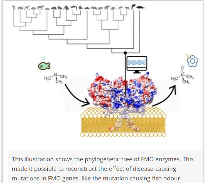 The MEBO Blog: 2019 FMO breakthrough : Scientists contruct FMO structure