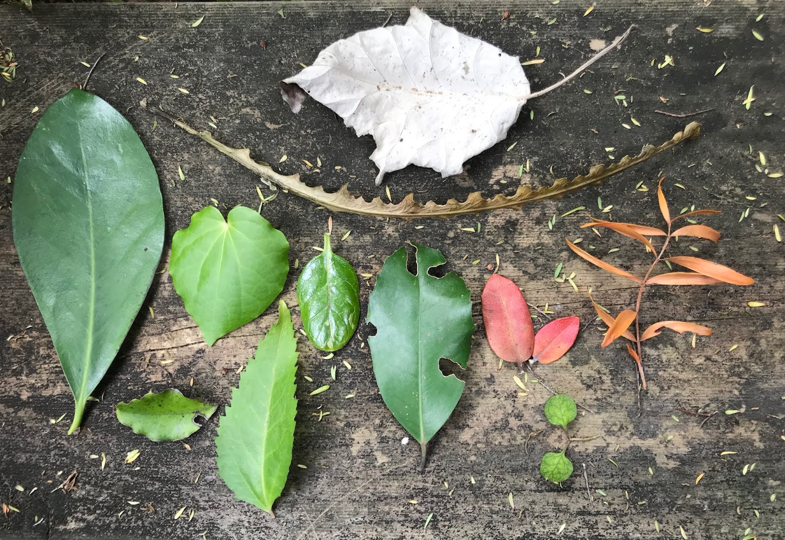 Explore and Discover Nature: Autumn Leaf Study in New Zealand - leaf ...