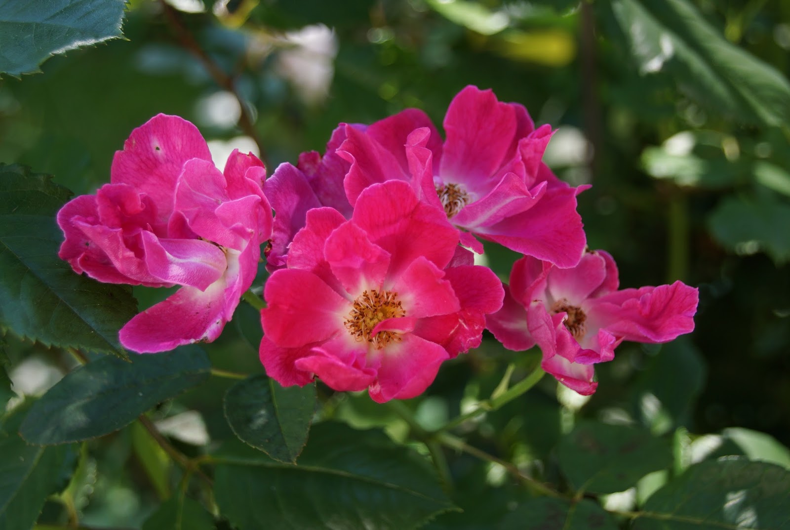 Villroses hage: Rosa 'Meteor' og annet selskap i hagen