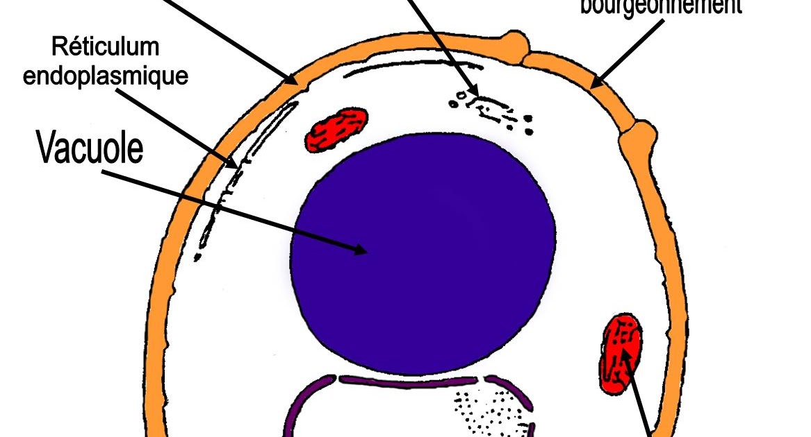 Cours Œnologie - Michel VERON: Fermentation alcoolique