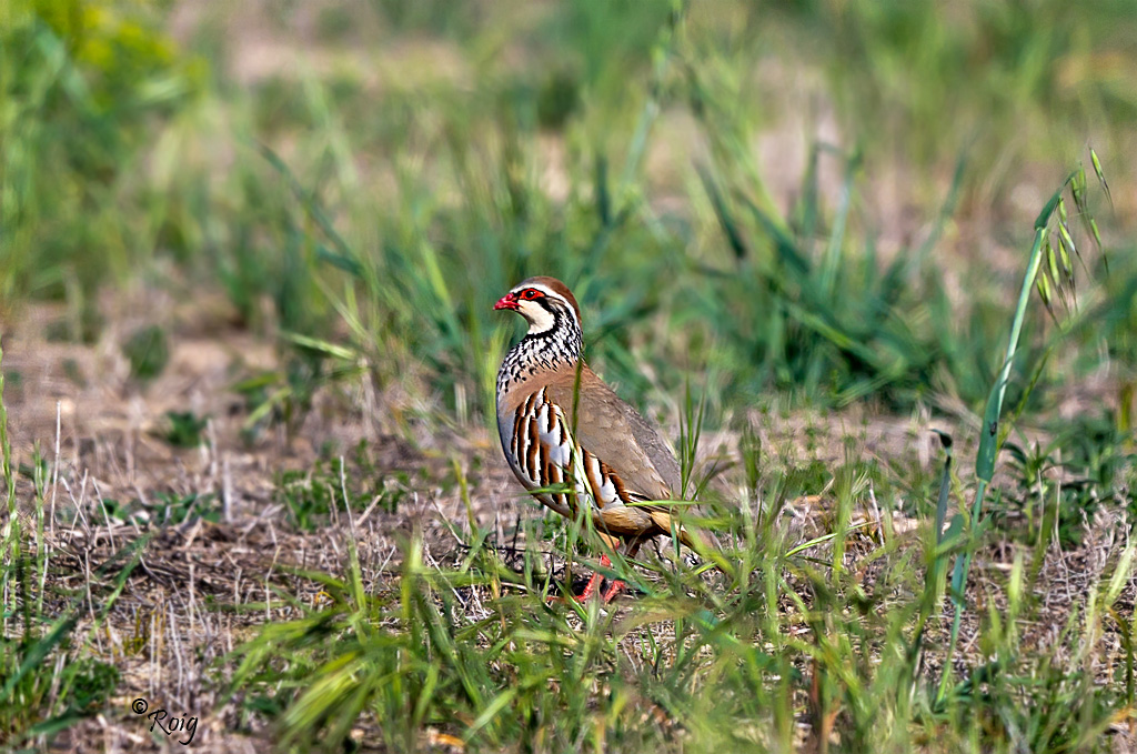FotoRoig: Perdiu roja (Alectoris rufa)