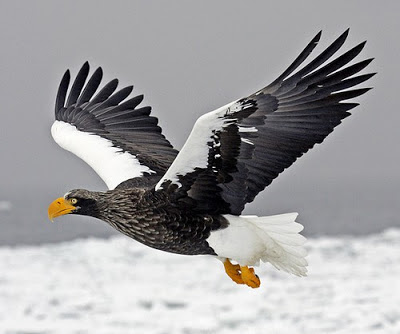 Sea Eagle Bird | Info & Latest Cute Pictures | All Wildlife Photographs