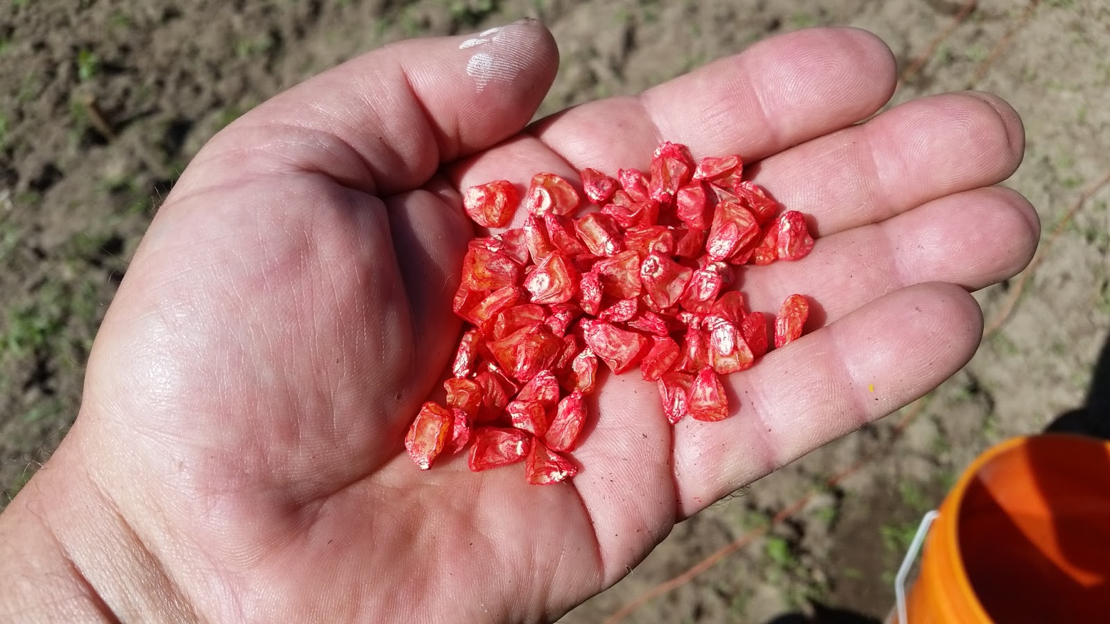 Eaton Rapids Joe: Half of the sweet corn is planted