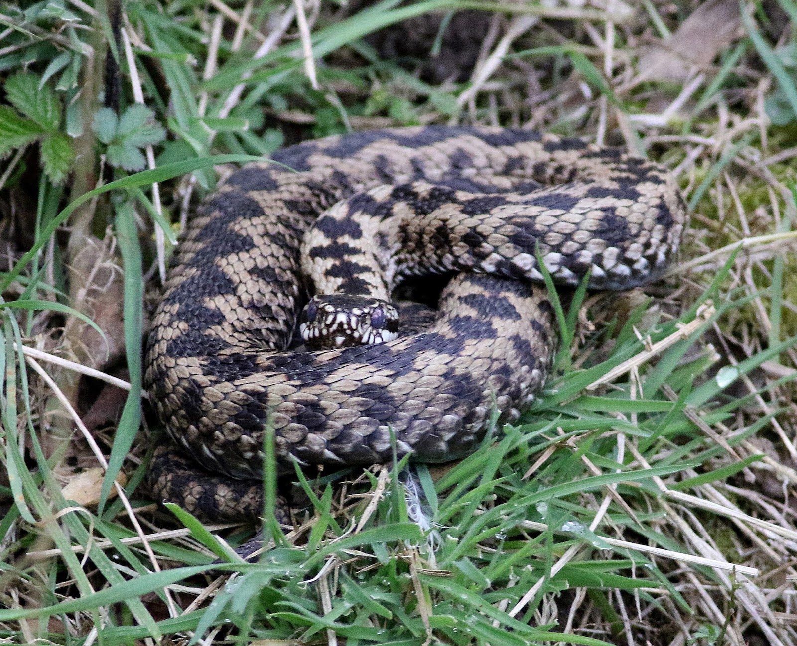 Seymour Birdies Diary: Adders at Fingringhoe Wick