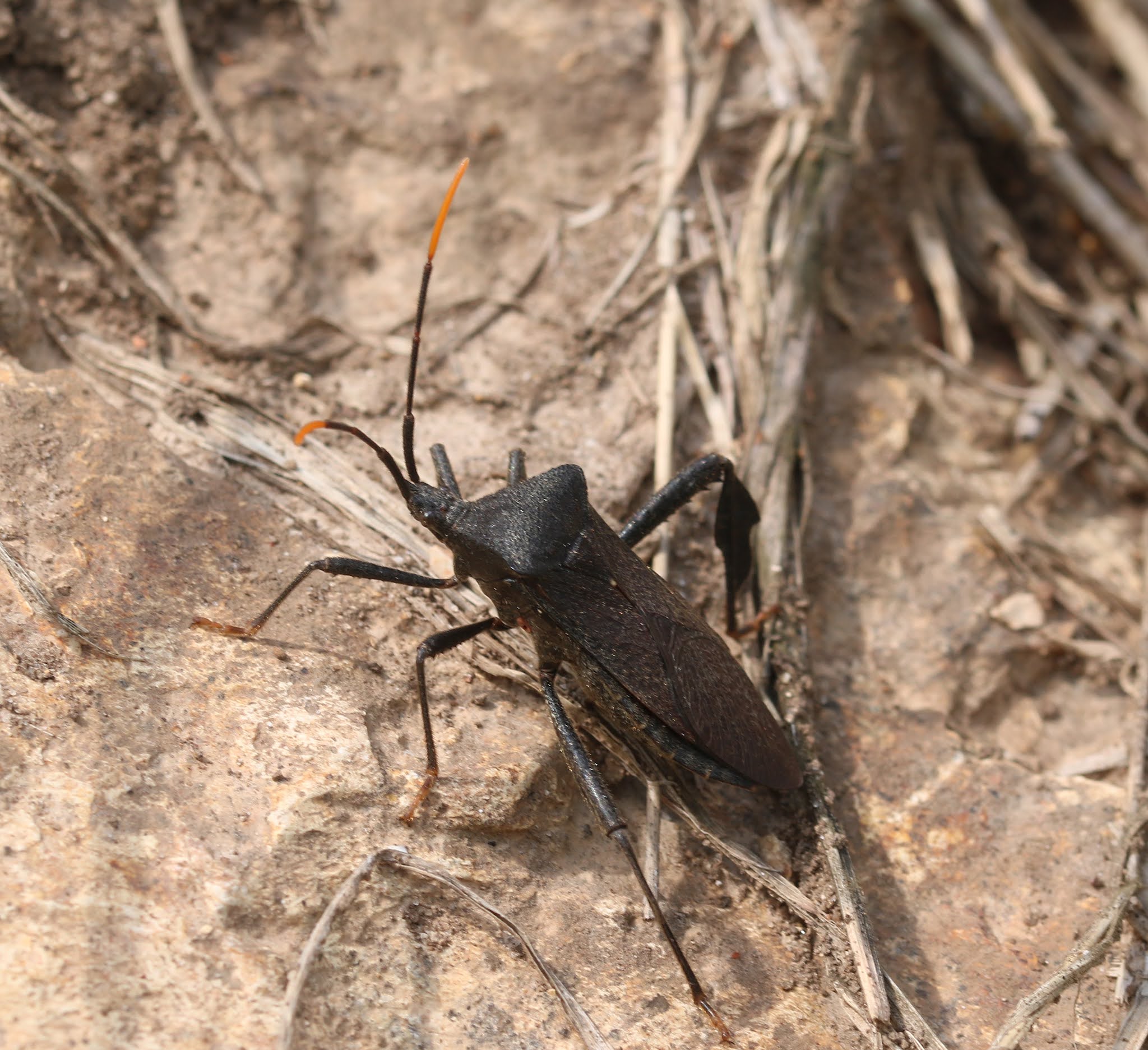 Black Bugs With Antenna