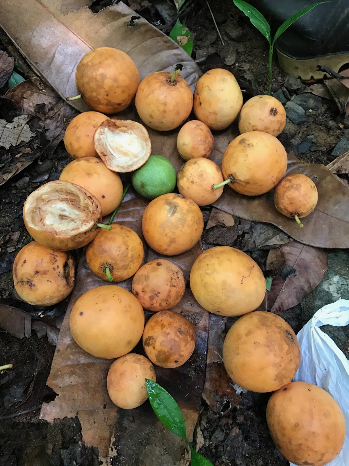 Garcinia aguilari "Satra - Jorco" y Garcinia mangostana "Mangostan"