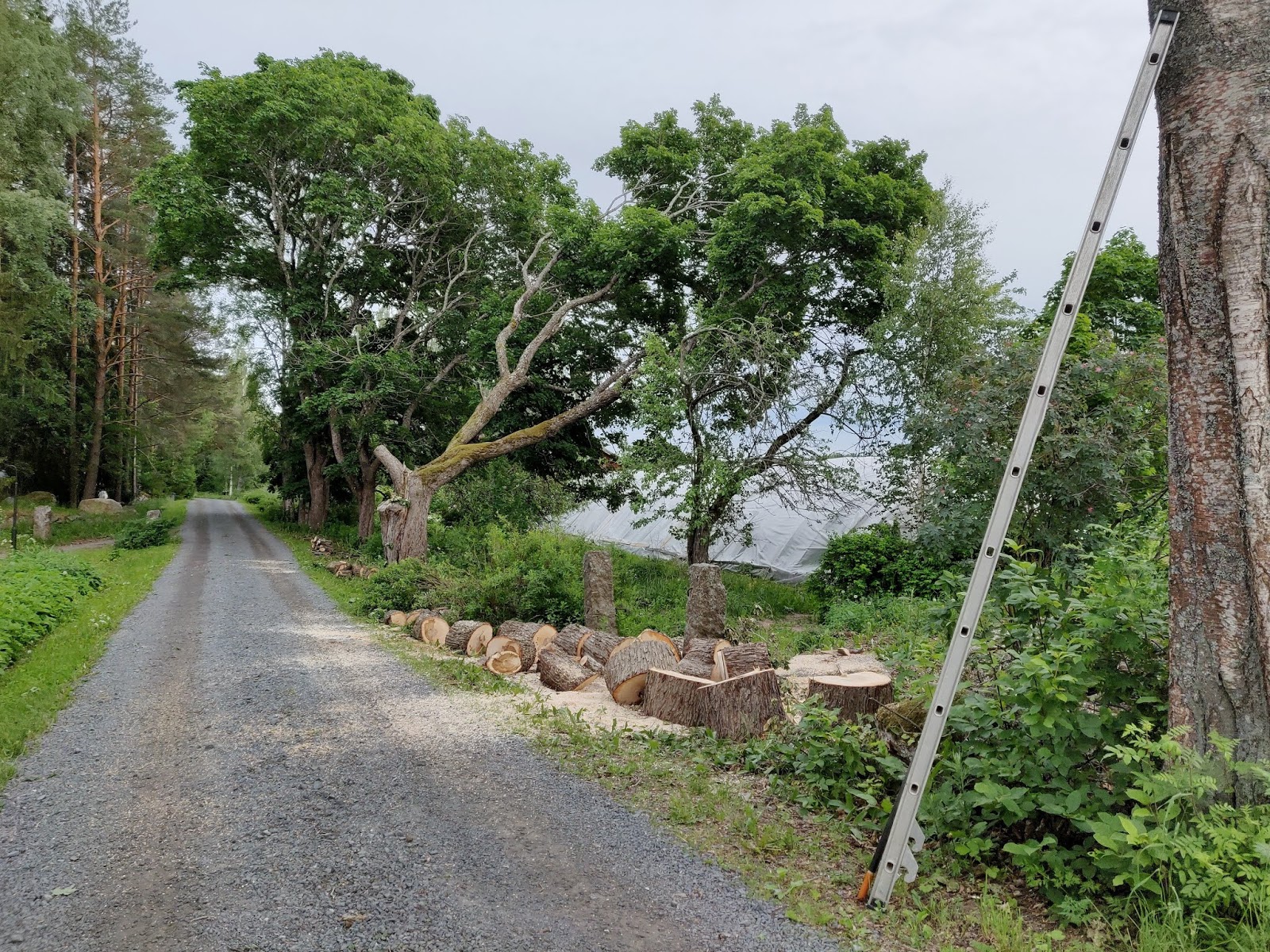 Kaikkea hyvää: Taas lähti vaahtera