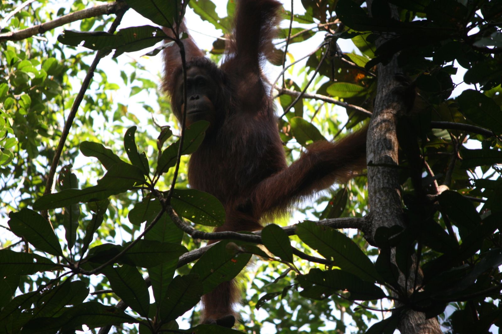 JESS' ADVENTURES ABROAD: Beware Those Crazy Ground Apes