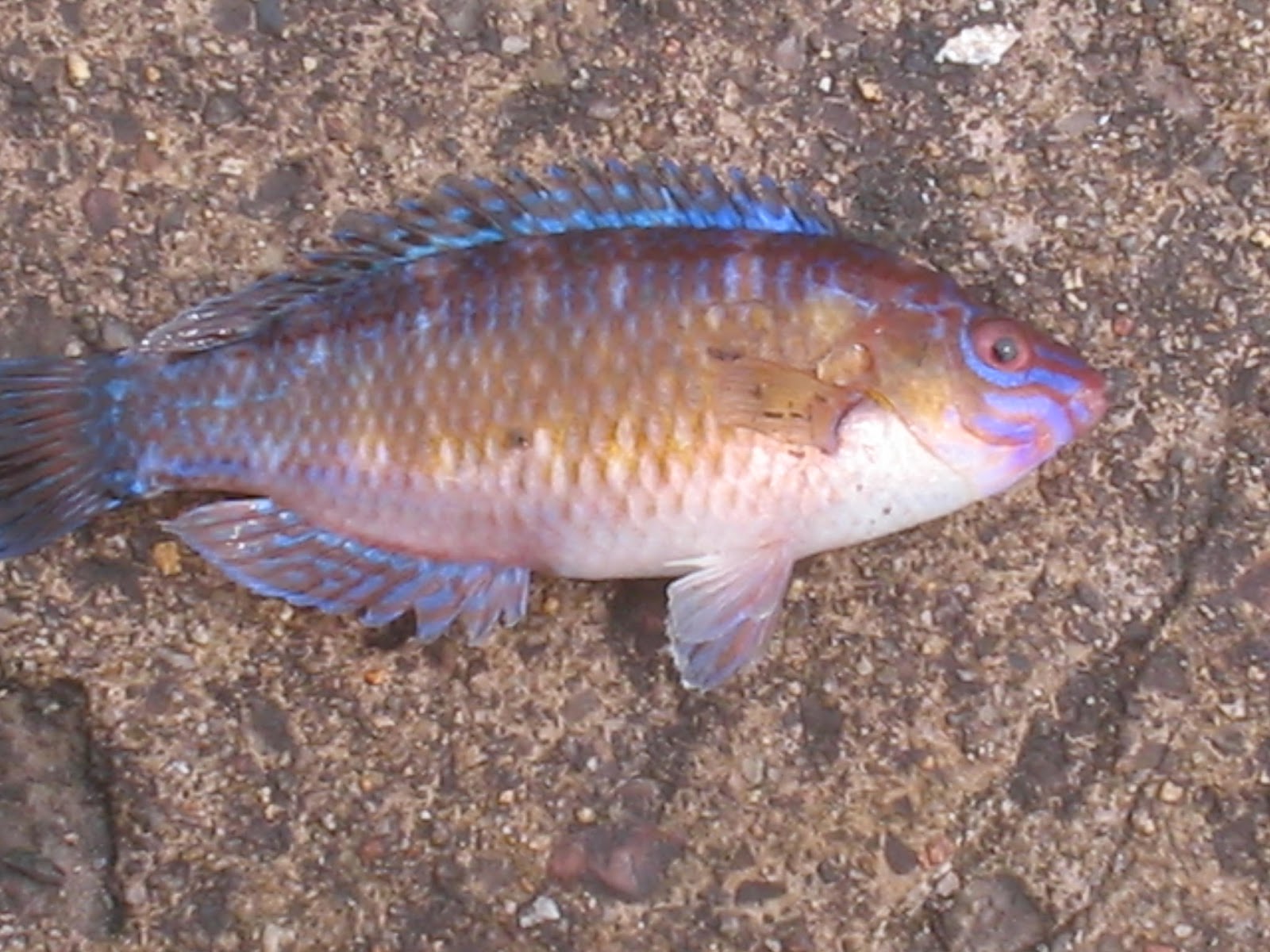 Rock Wrasse