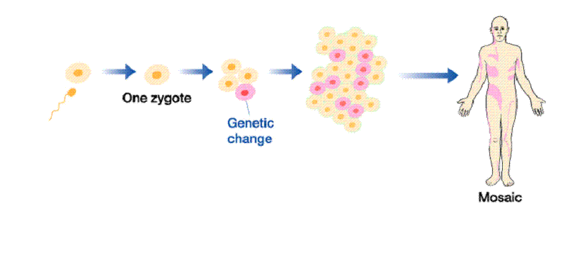 Somatic mutations make twins’ brains less identical