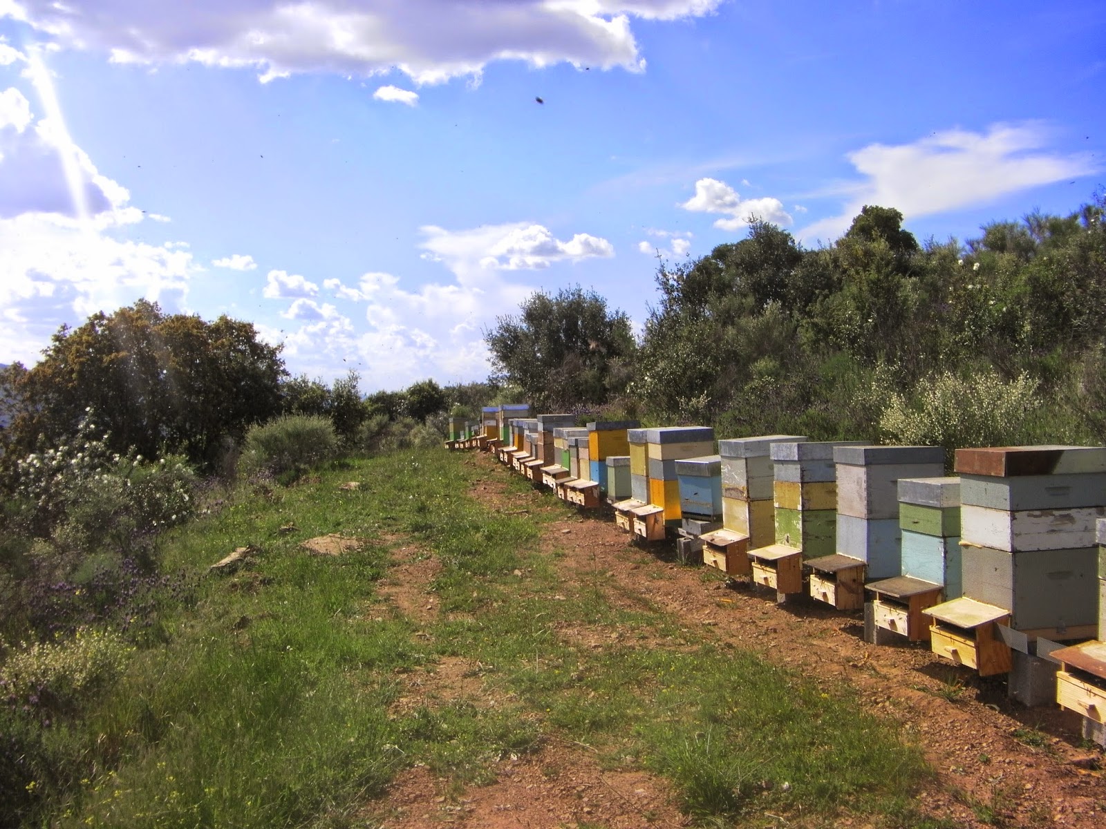 Formação apicultura : Atividades no apiário ao longo do ano