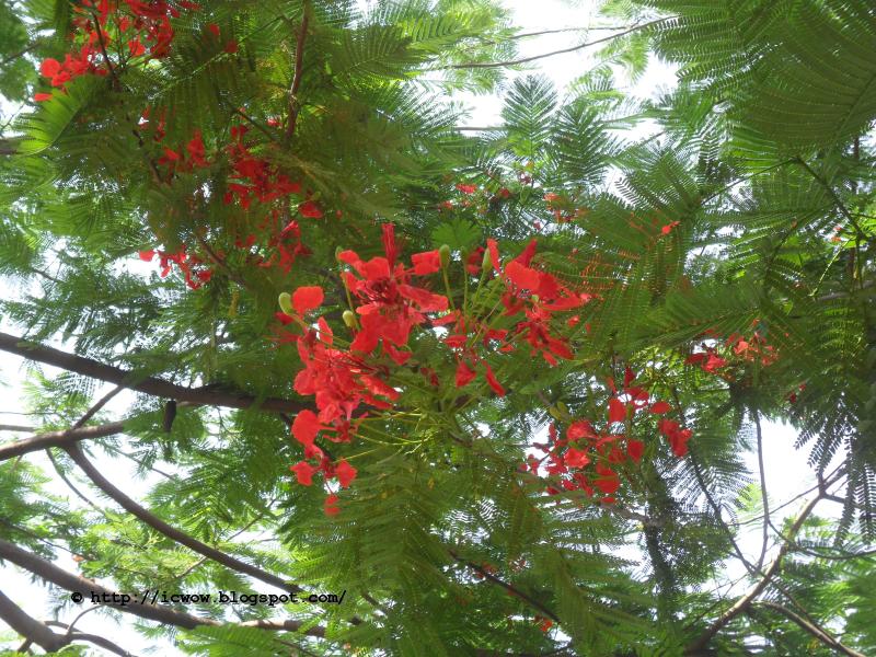 Krishna Chura Ful(কৃষ্ণ চূড়া ফুল) - Delonix regia