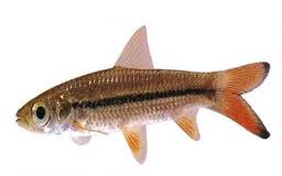 Aquarium Fish: Maroon Shark