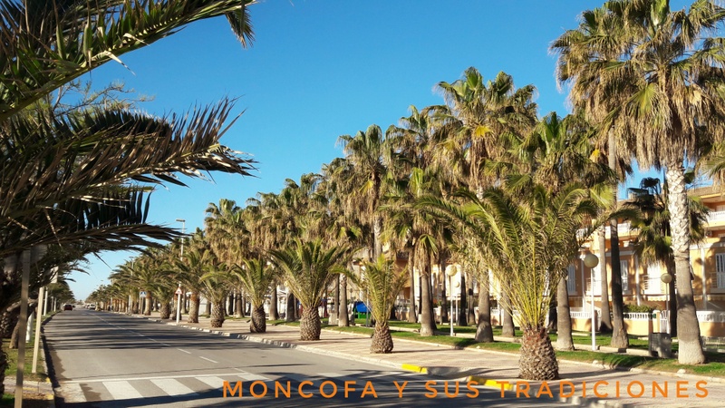 MONCOFA Y SUS TRADICIONES: El palmeral de antiguo Camping