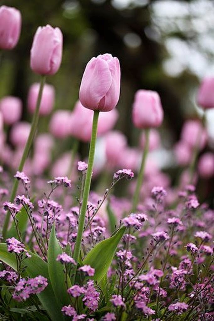 Sunday Morning | Spring Flowers | Cool Chic Style Fashion