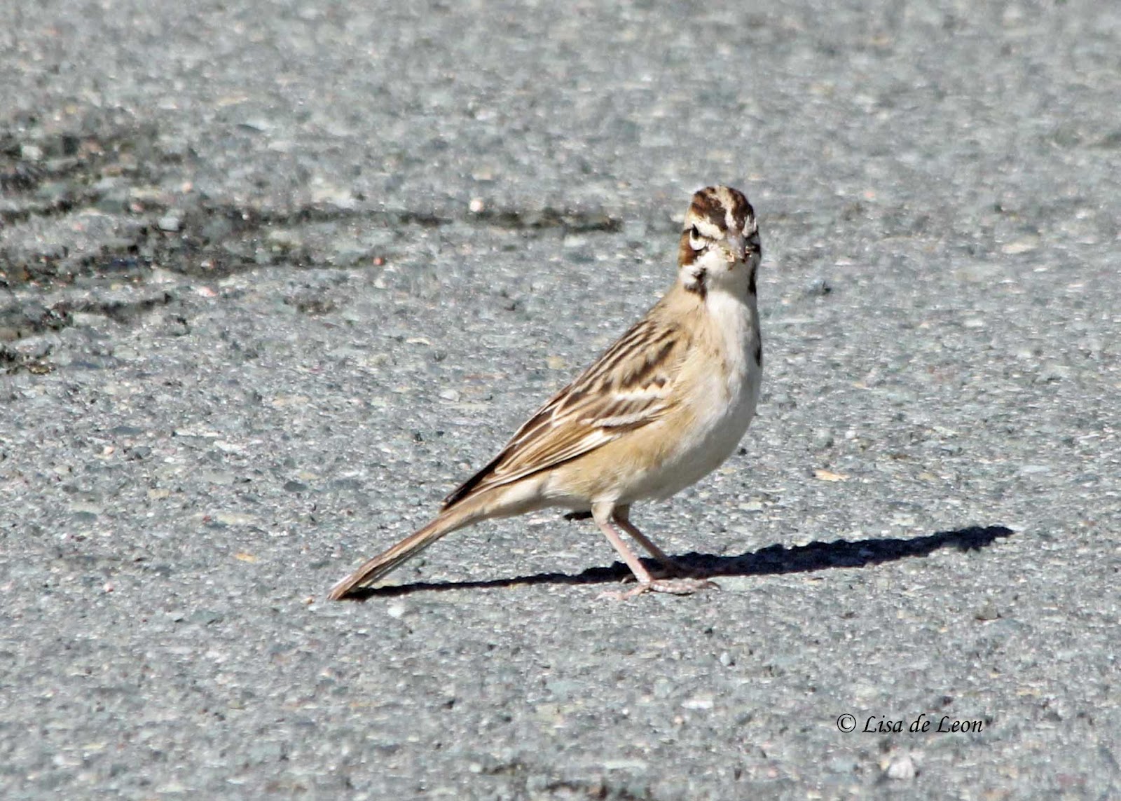 Birding with Lisa de Leon: Lark Sparrow